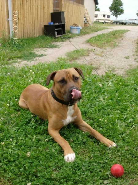 Det FØRSTE du tænker når du ser den her hund? side 14