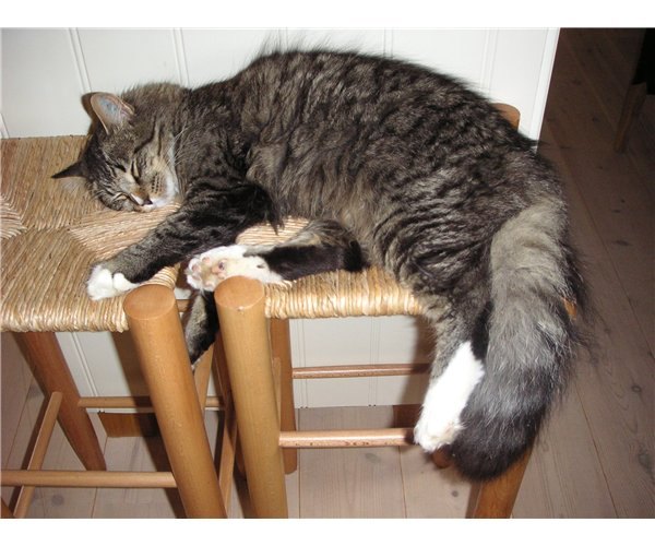 stor flot langhåret skov kat )':