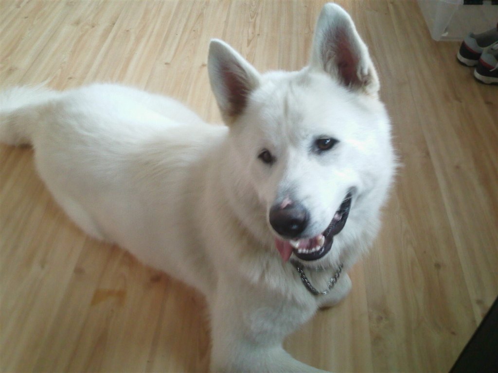 Det nye familiemedlem