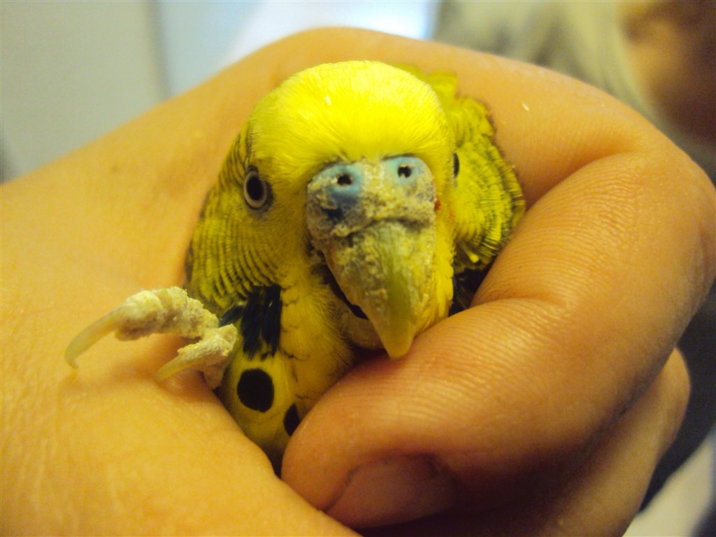 Hurtig hjælp, om min undulat