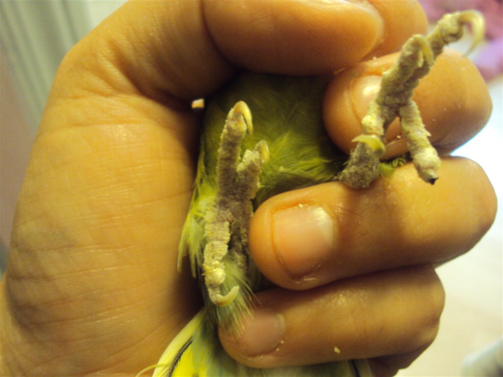 Hurtig hjælp, om min undulat